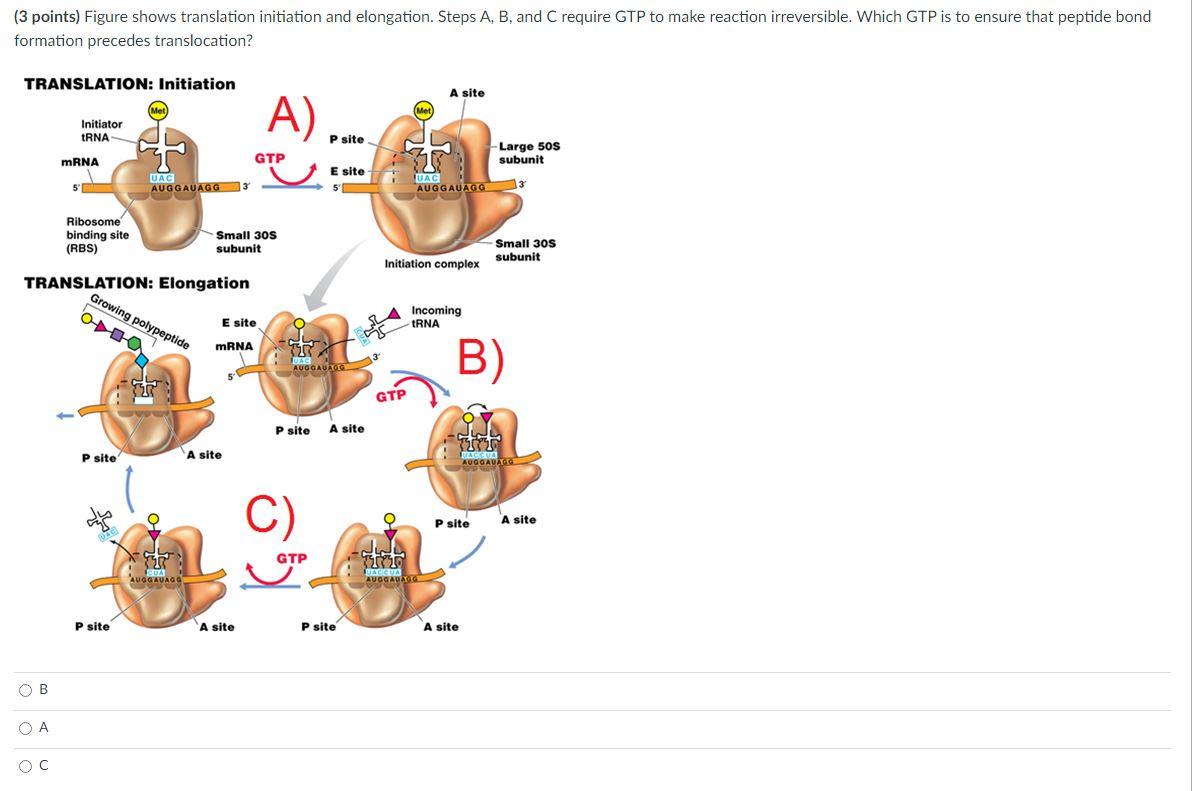 Solved (3 points) Figure shows translation initiation and | Chegg.com