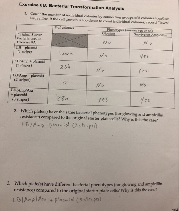 Solved Exercise 8B: Bacterial Transformation Analysis 1. | Chegg.com