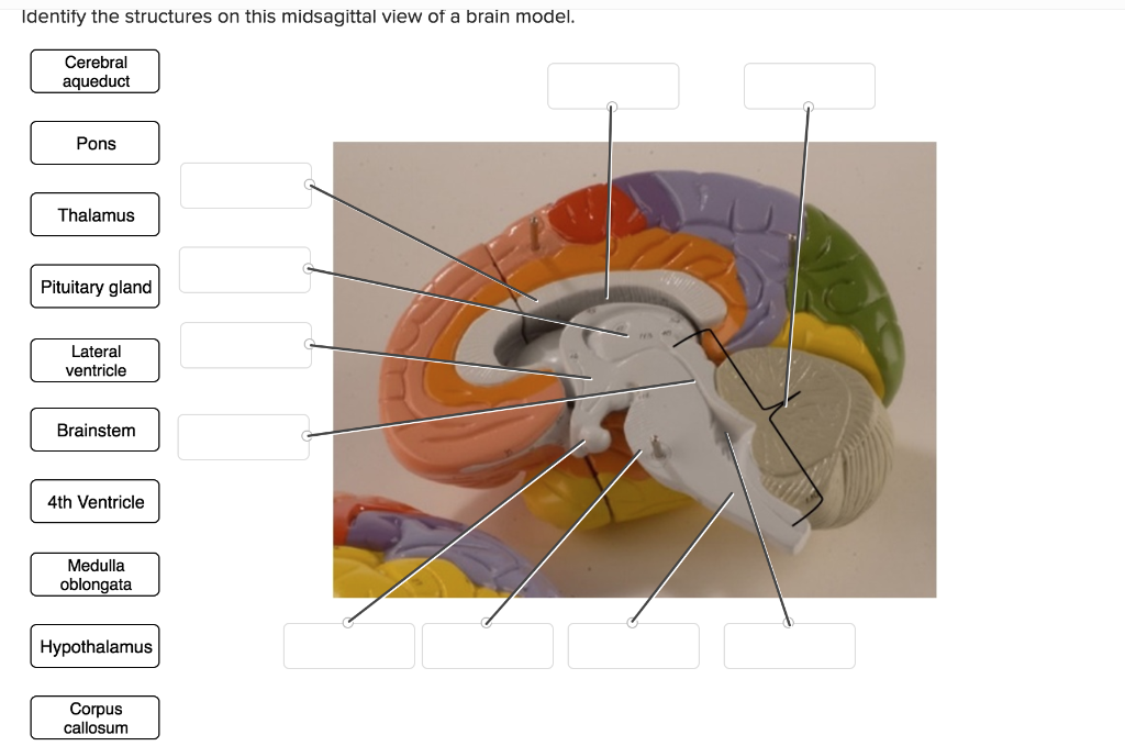 Solved Identify the structures on this anterior-lateral view | Chegg.com