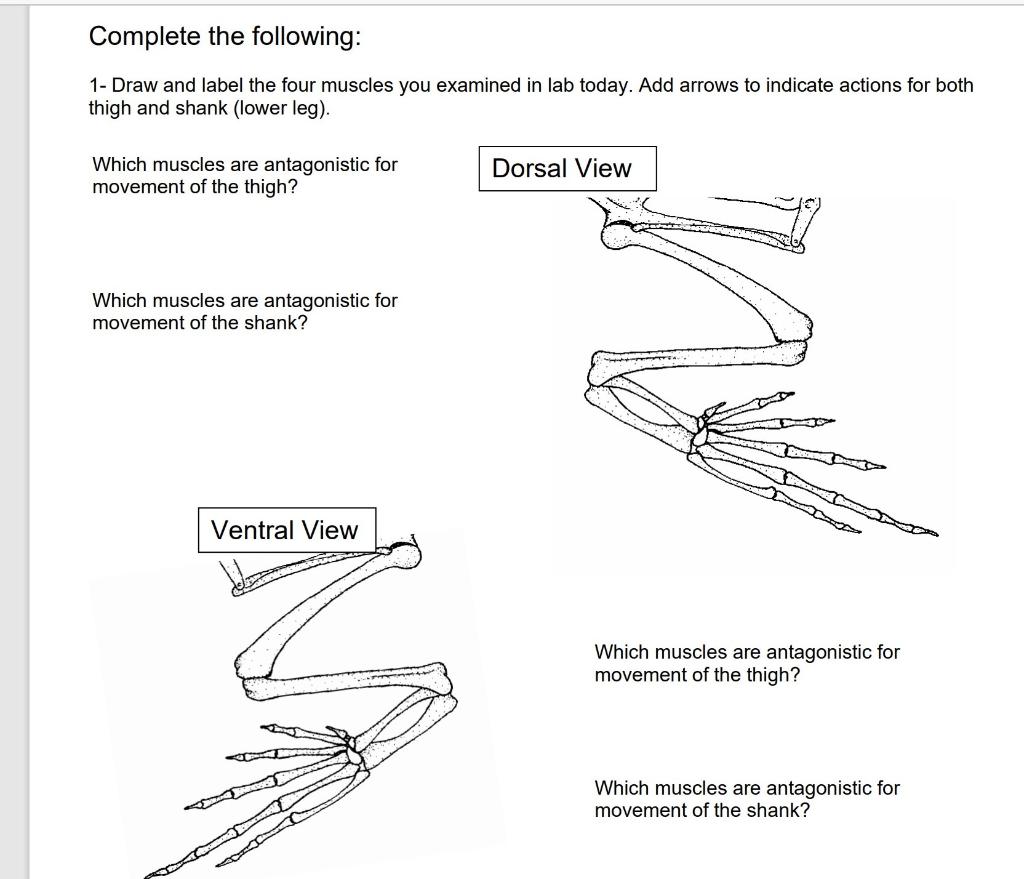 Solved Complete the following: 1- Draw and label the four | Chegg.com