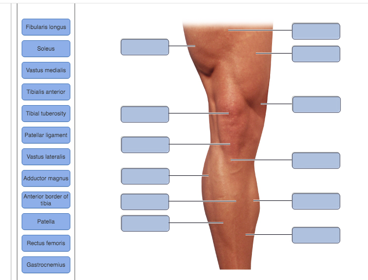 Solved Fibularis longus Soleus Vastus medialis Tibialis | Chegg.com