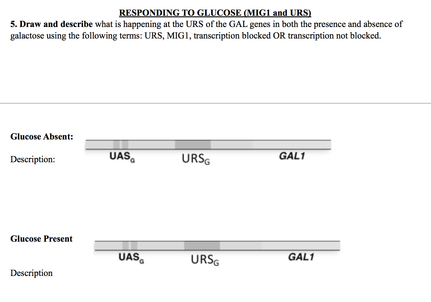 Galactose Utilization Pathway In Yeast An Example Of