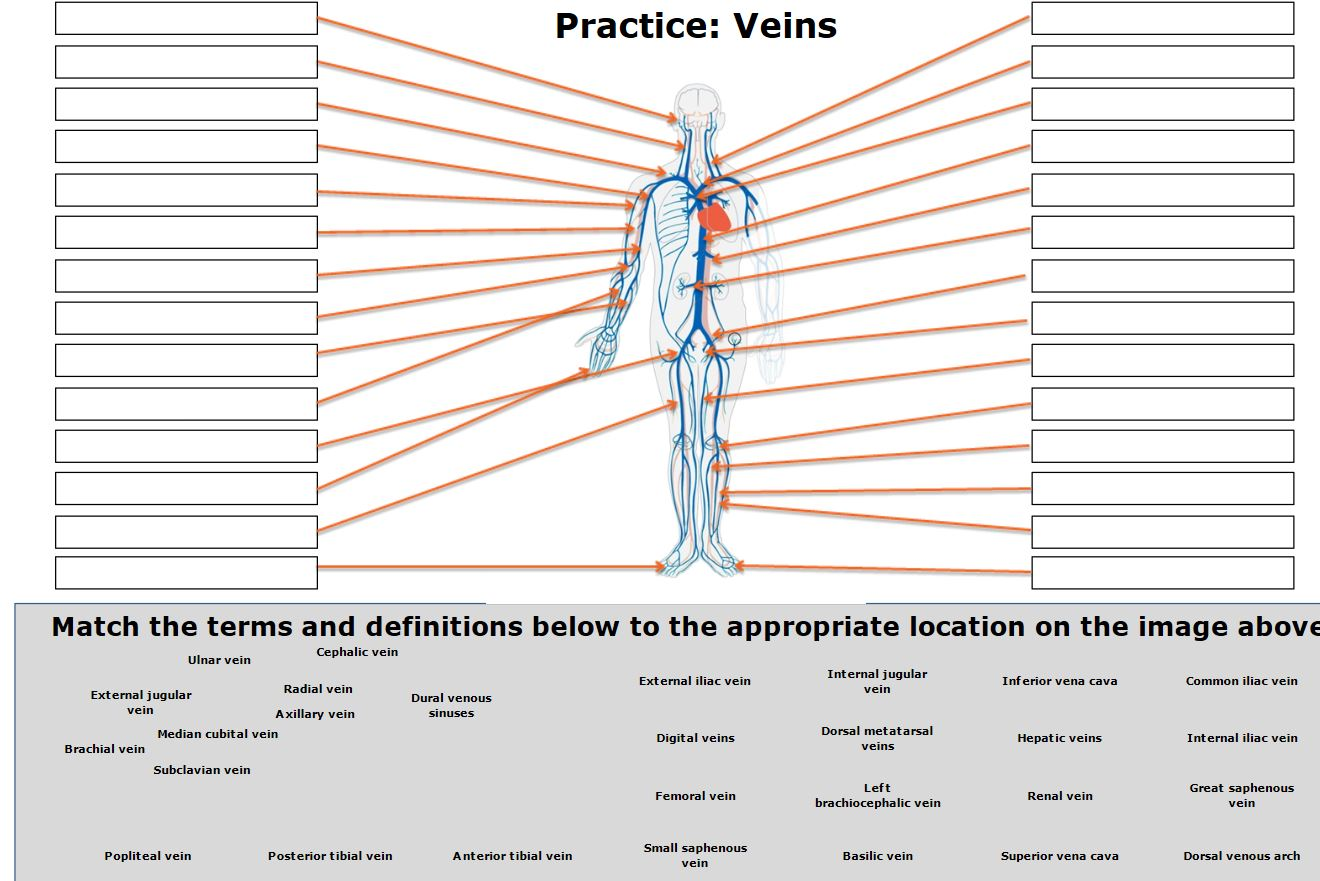 Solved Practice: Veins Match the terms and definitions below | Chegg.com