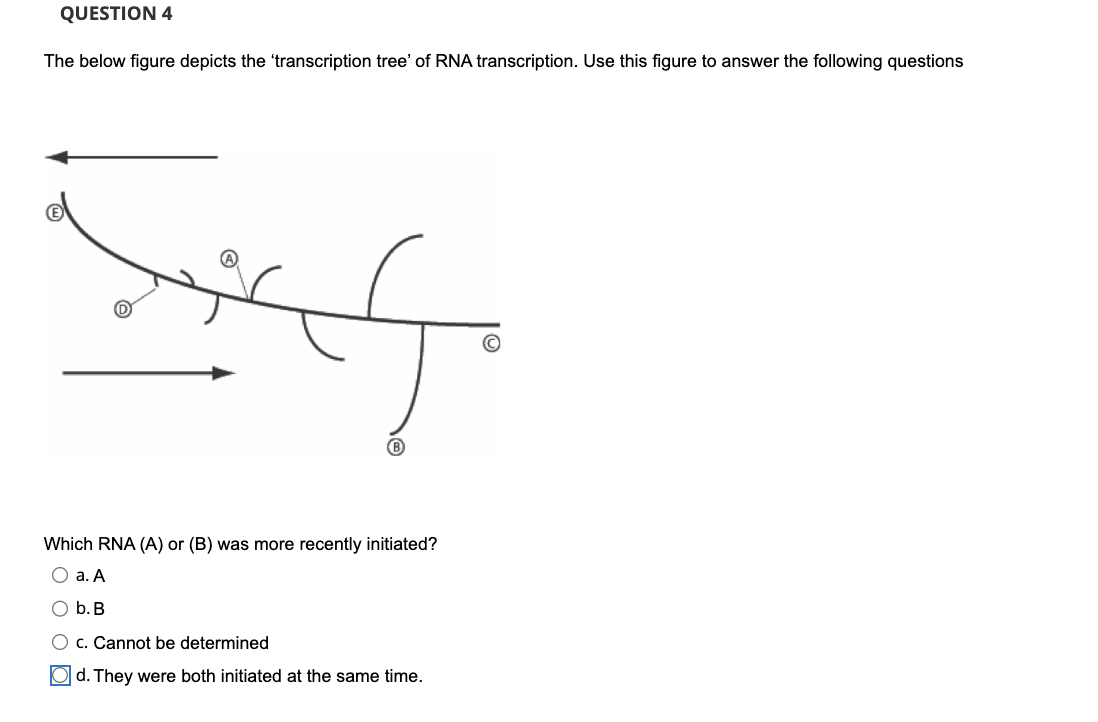 Solved The images shown depict the initiation and elongation | Chegg.com
