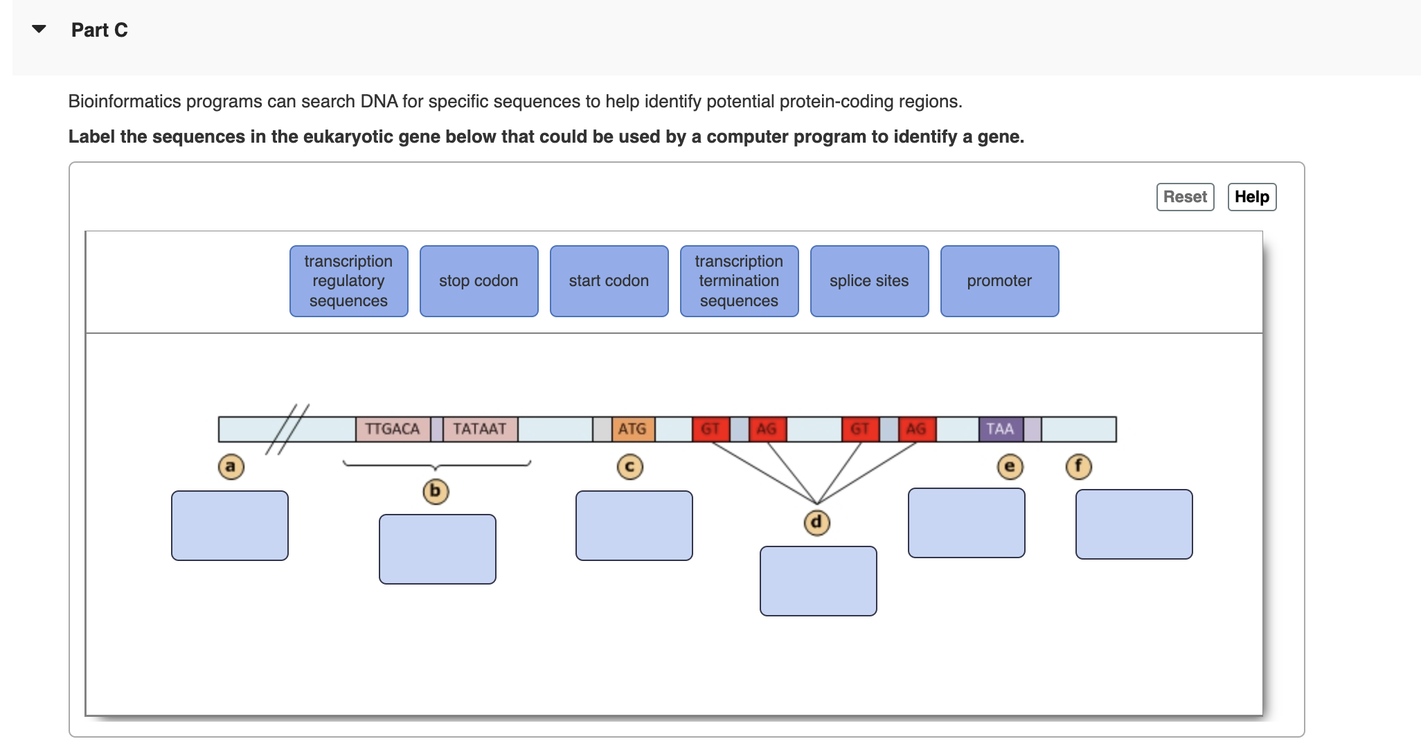 Solved Part CBioinformatics programs can search DNA for | Chegg.com