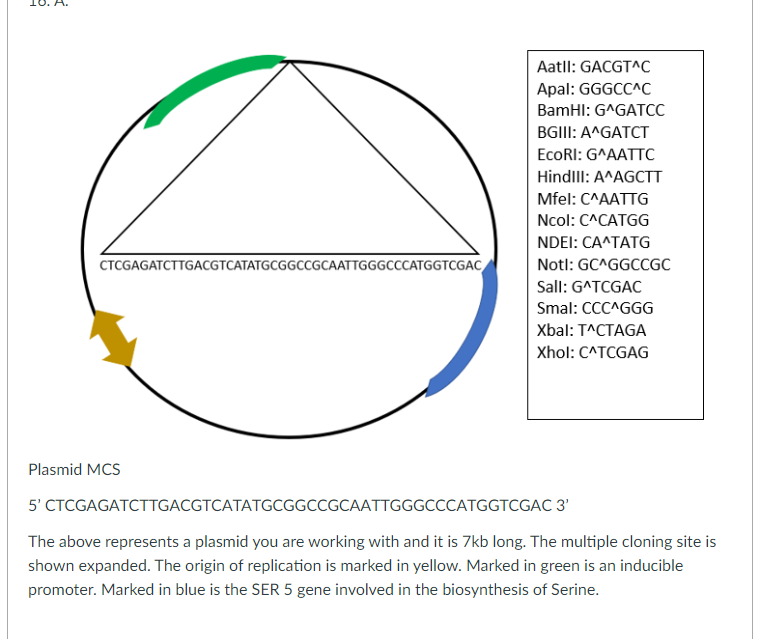 Solved Plasmid MCS 5' | Chegg.com
