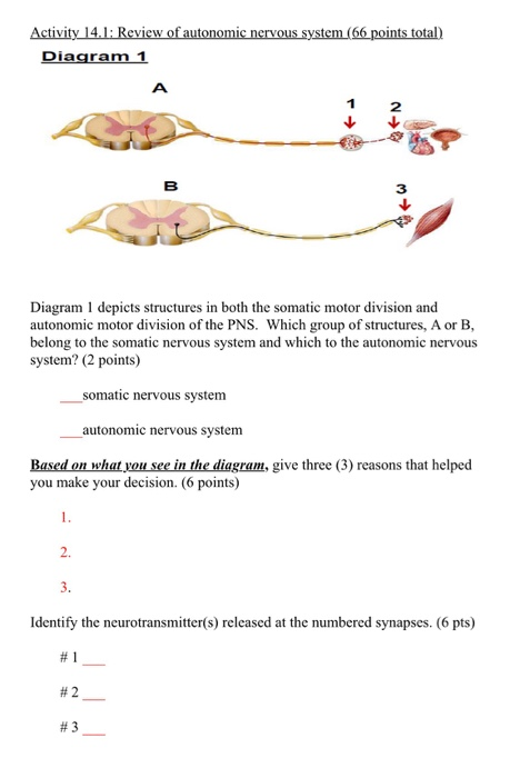 Solved Activity 14.1: Review of autonomic nervous system (66 | Chegg.com