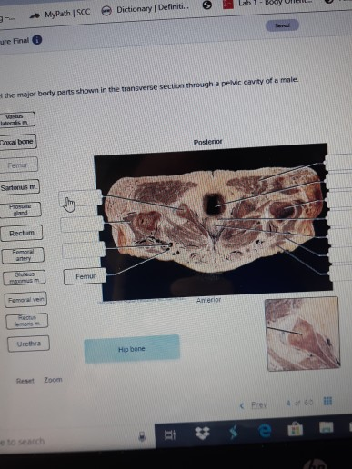 Solved Dictionary | Definit.. Lab1-ay UIL MyPath I SCC ure | Chegg.com