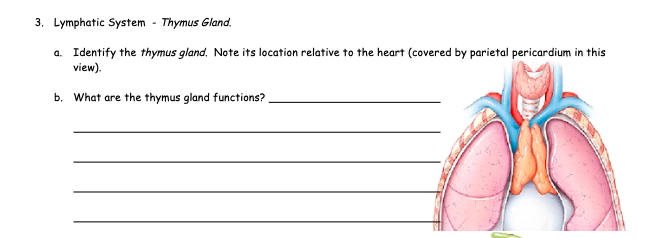 Solved Lymphatic System - ﻿Thymus Gland.a. ﻿Identify the | Chegg.com