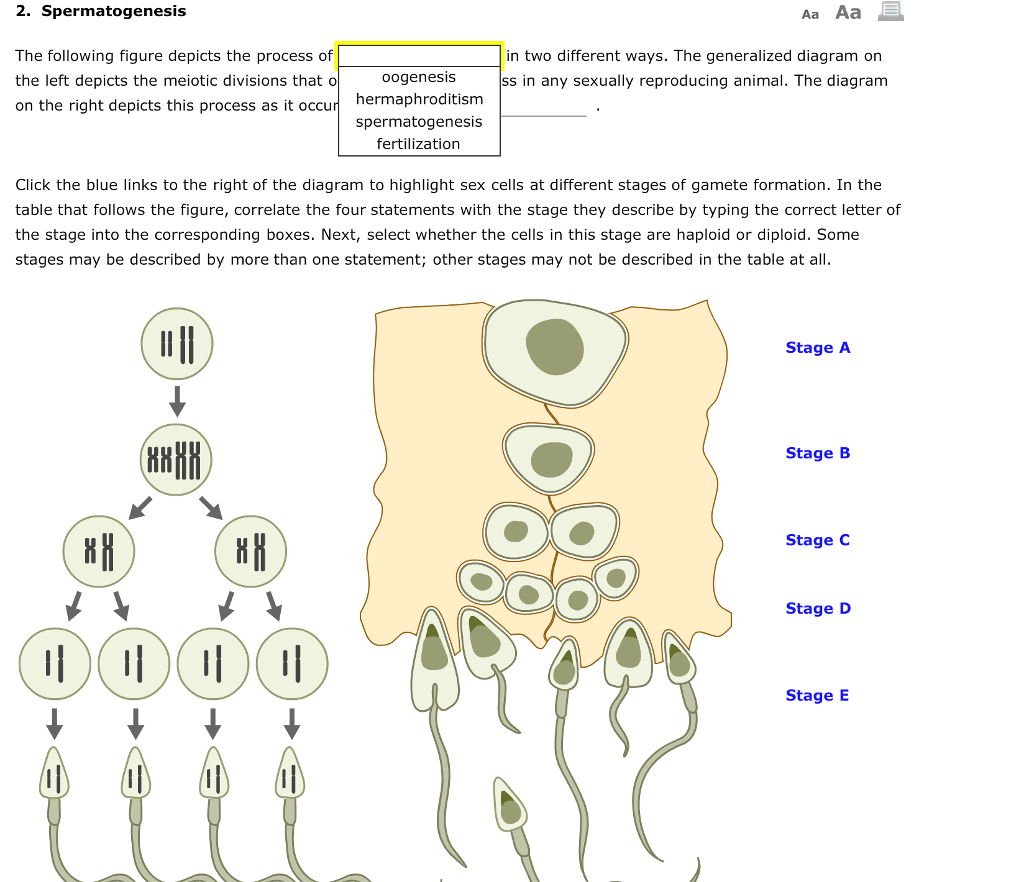 Solved 2. Spermatogenesis The following figure depicts the | Chegg.com Solved 2. Spermatogenesis The following figure depicts the | Chegg.com