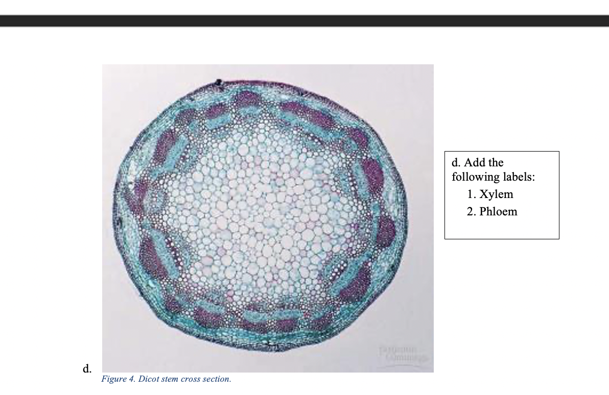 Solved 1 Label Each Of The Following Micrographs With The