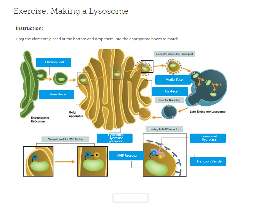 Solved Exercise: Making a Lysosome Instruction: Drag the | Chegg.com