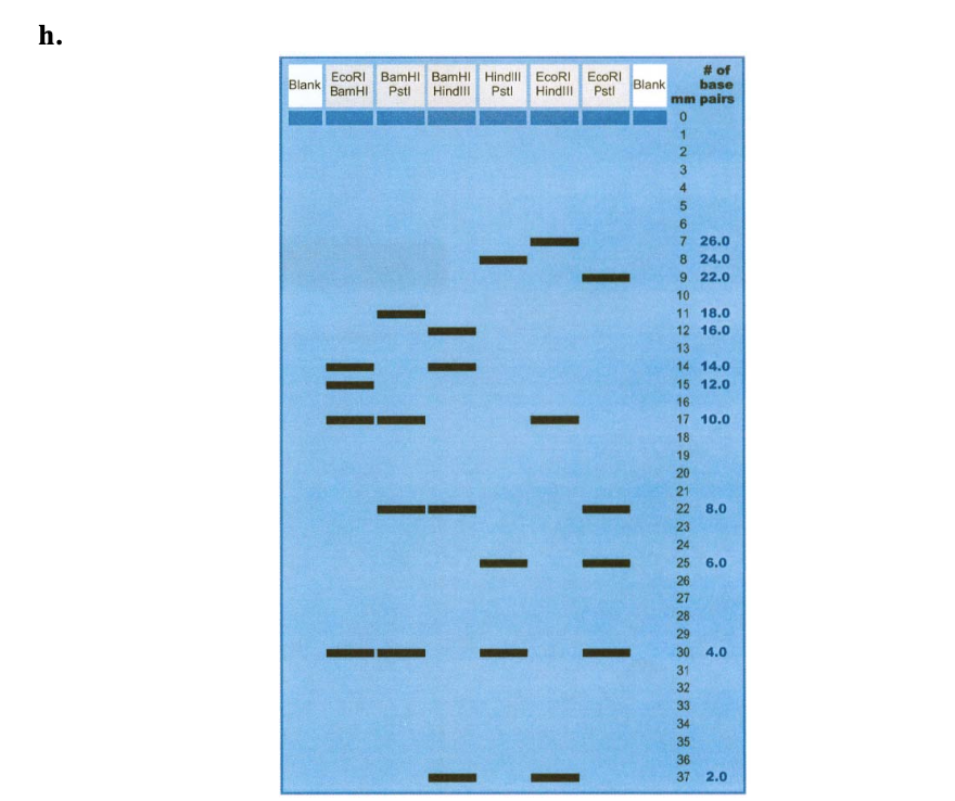Solved h. Blank EcoRI BamHI BamHI BamHI Hindill EcoRI Psti | Chegg.com