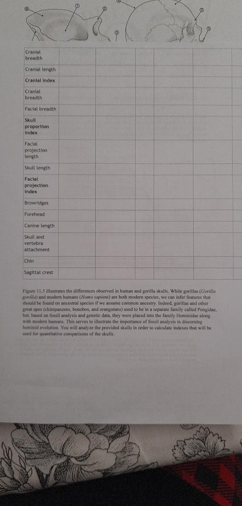 Cranial breadth Cranial length Cranial Index Cranial | Chegg.com