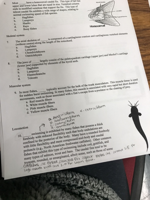 Solved 6. Most have a homocercal caudal fin. This type of | Chegg.com