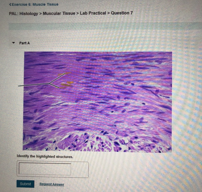 Solved Exercise 6: Muscle Tissue PAL: Histology > Muscular | Chegg.com Solved Exercise 6: Muscle Tissue PAL: Histology > Muscular | Chegg.com