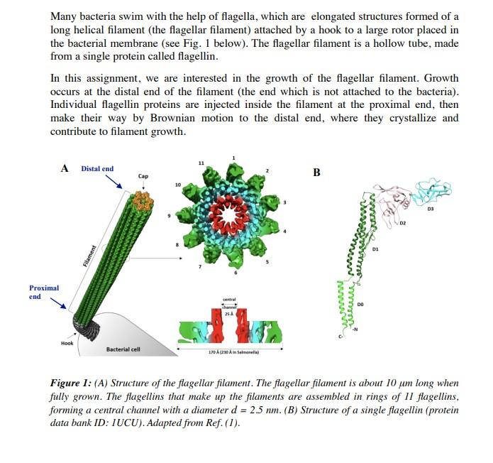 Solved Many bacteria swim with the help of flagella, which | Chegg.com