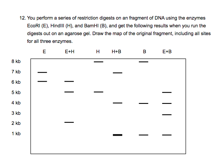 Solved 12. You perform a series of restriction digests on an | Chegg.com
