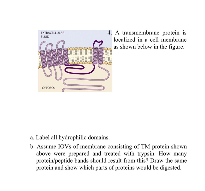Solved 4. A transmembrane protein is localized in a cell | Chegg.com