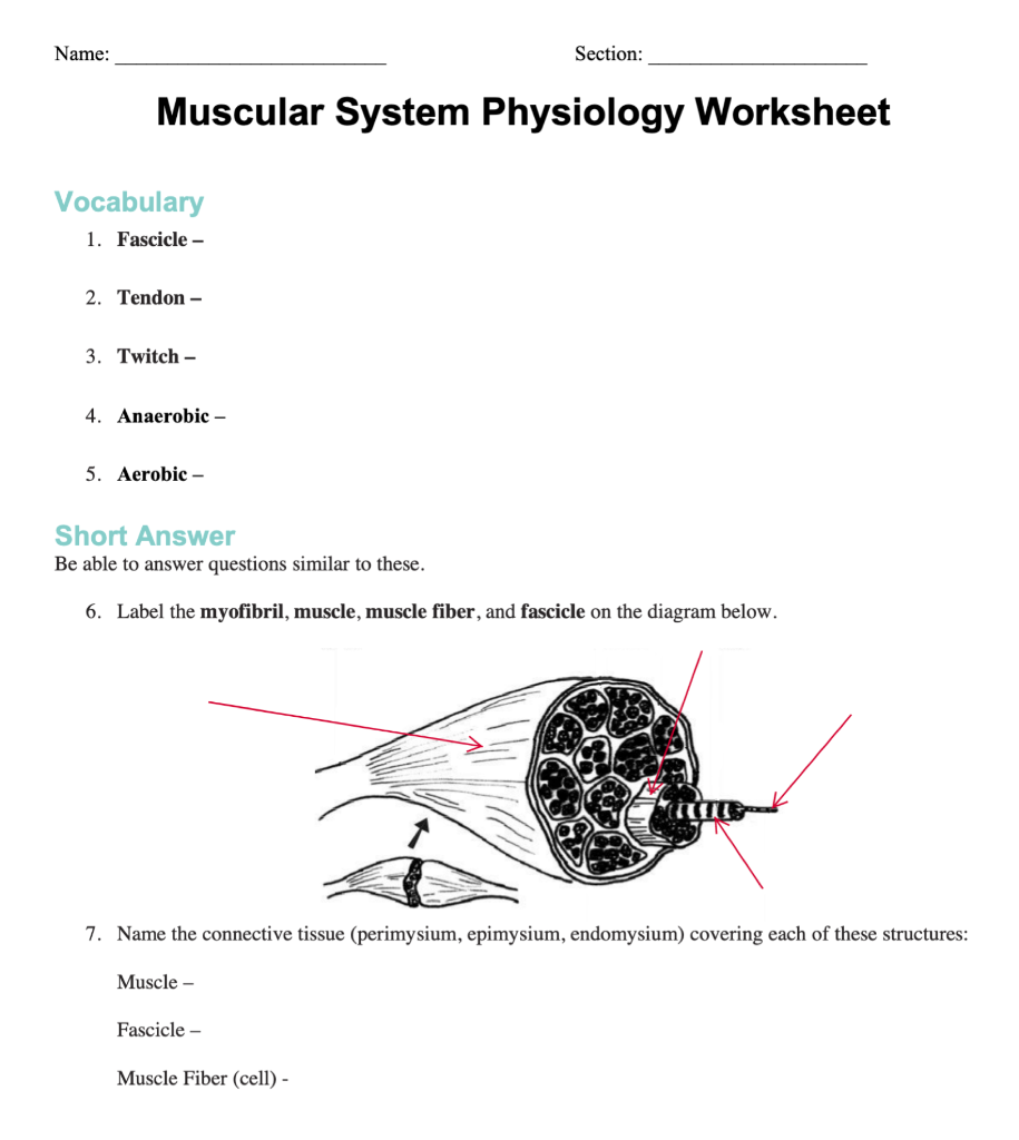 Solved Name: Section: Muscular System Physiology Worksheet | Chegg.com