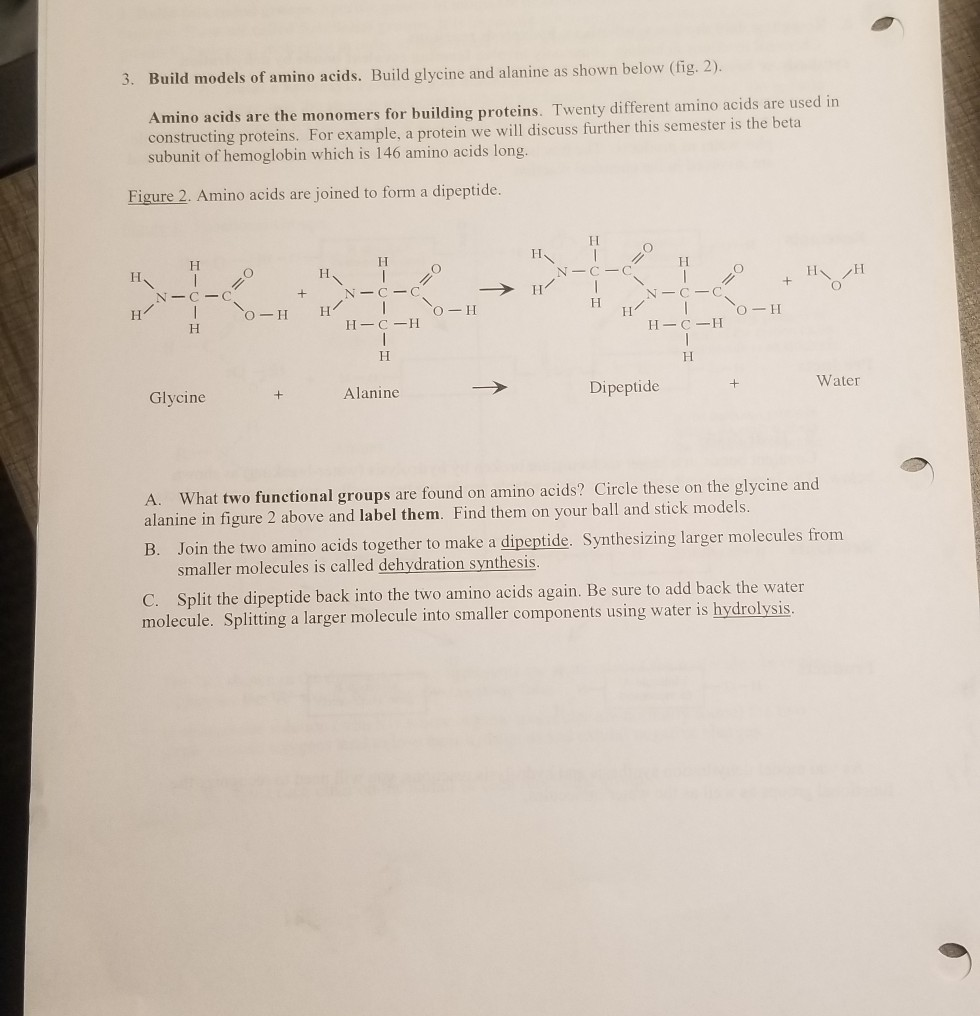 Solved 3. Build models of amino acids. Build glycine and | Chegg.com