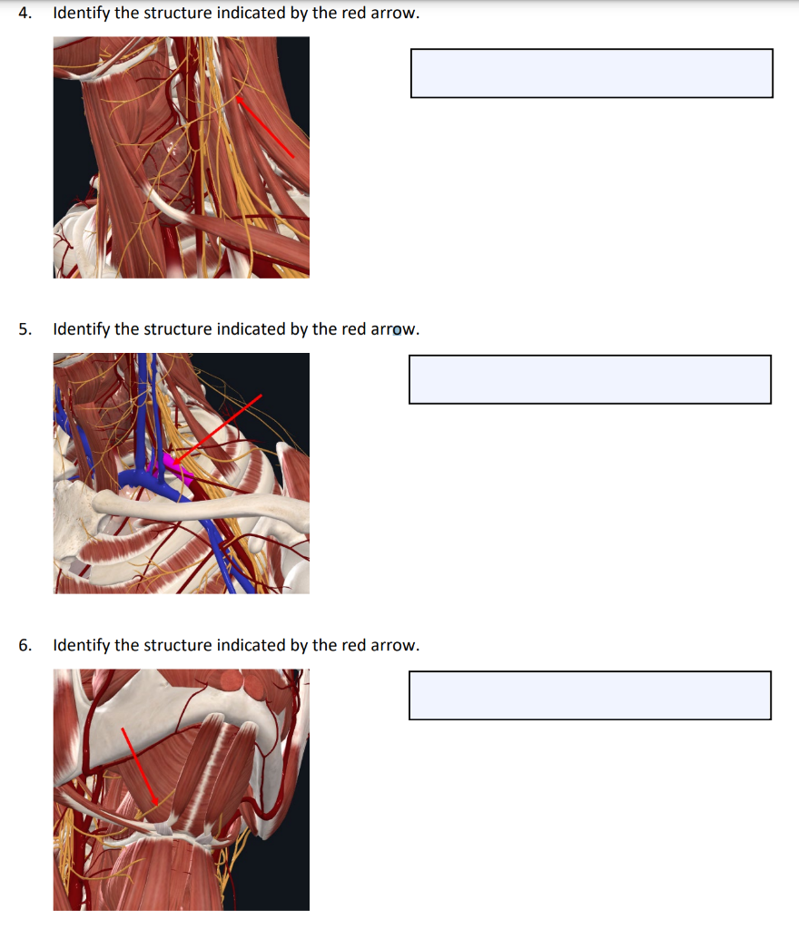 Solved 4. Identify the structure indicated by the red arrow. | Chegg.com