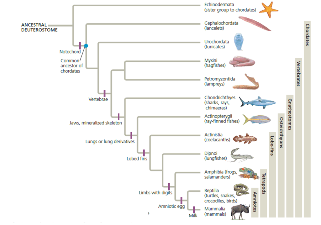 Solved What is the “outgroup” in this tree? A. | Chegg.com