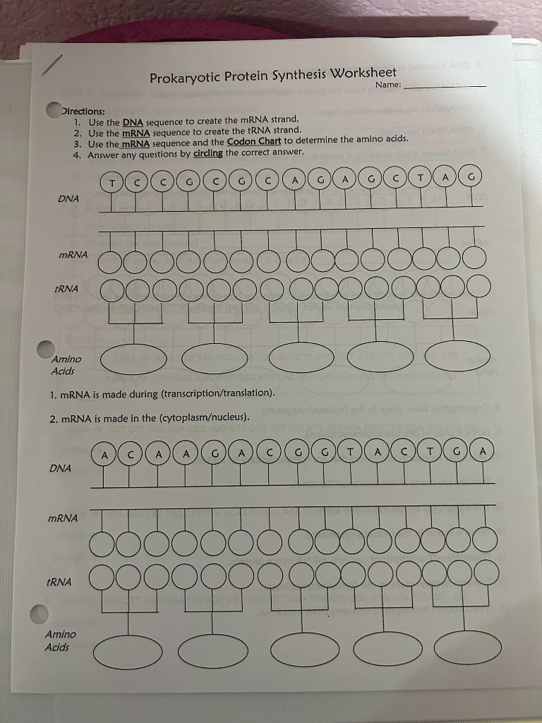 Solved Jirections: 1. Use the DNA sequence to create the | Chegg.com