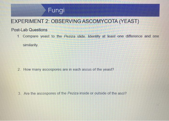Fungi EXPERIMENT 2: OBSERVING ASCOMYCOTA (YEAST) | Chegg.com