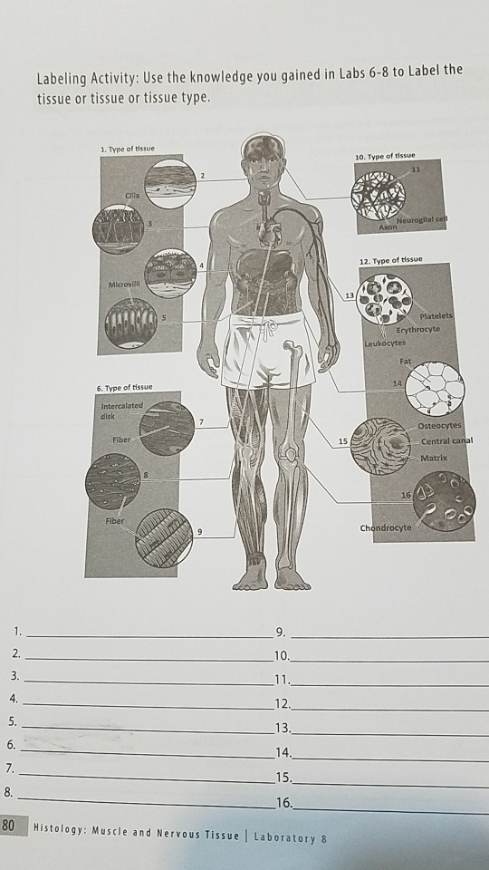 Solved Labeling Activity: Use the knowledge you gained in | Chegg.com