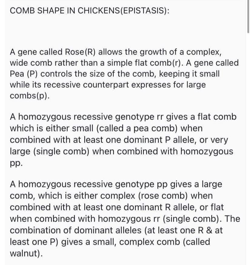 COMB SHAPE IN CHICKENS(EPISTASIS): A gene called | Chegg.com
