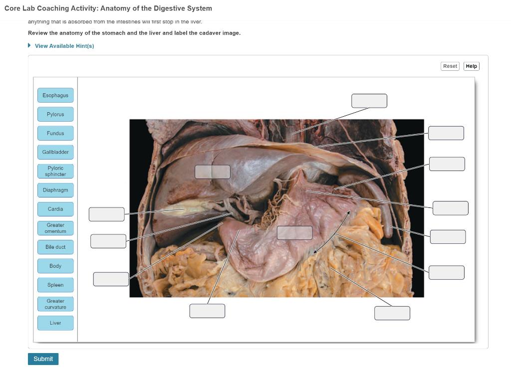 Solved Core Lab Coaching Activity: Anatomy of the Digestive | Chegg.com