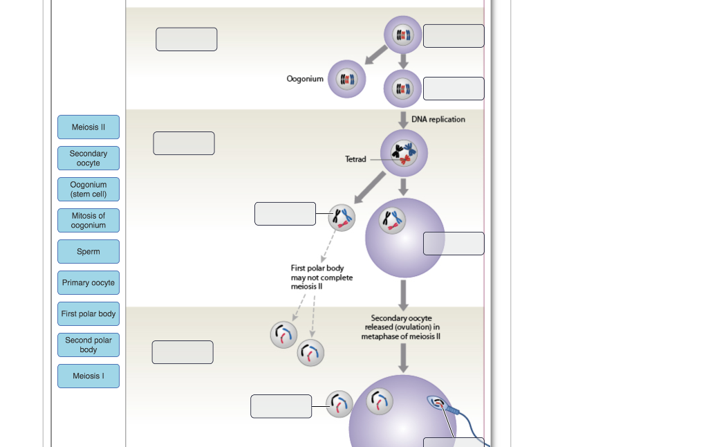 Solved Oogonium DNA replication Meiosis 11 Secondary oocyte | Chegg.com