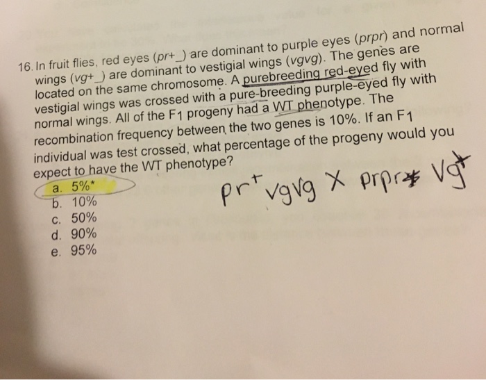 Solved In fruit flies, red eyes (pr+ _) are dominant to | Chegg.com