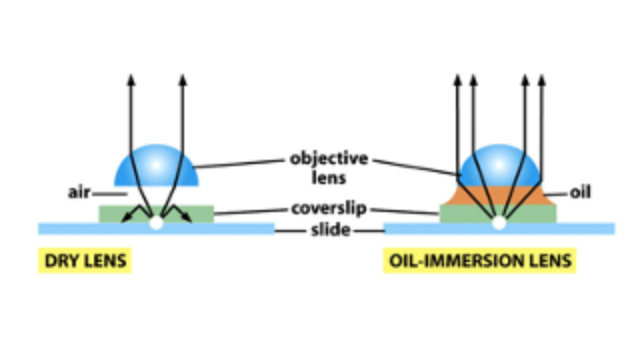 Solved The following image depicts a slide being viewed | Chegg.com