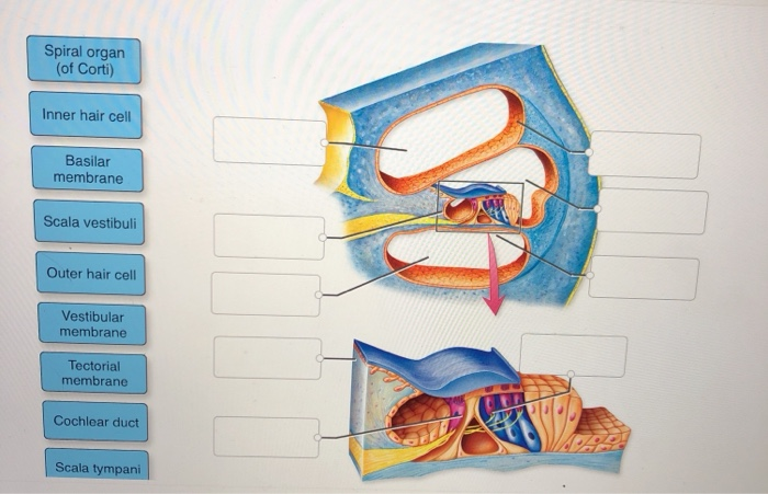 Solved Spiral organ of Corti) Inner hair cell Basilar | Chegg.com