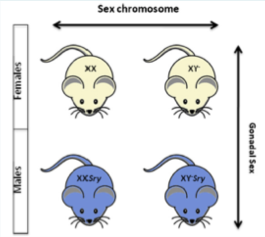 Solved The “four core genotypes” ﻿mouse model (see Figure) | Chegg.com
