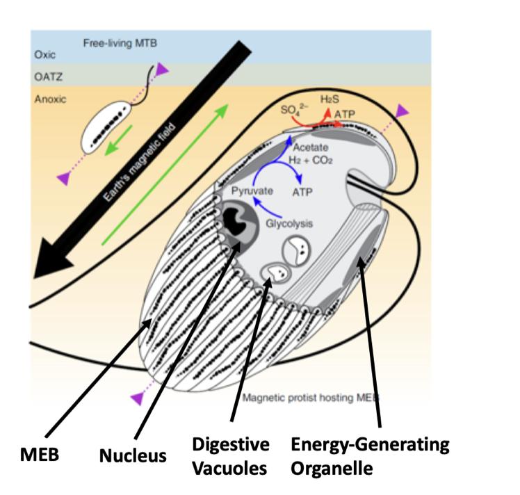 Solved llustration of a free-living magnetotactic bacteria | Chegg.com