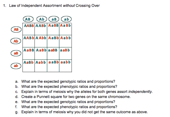 Independent Assortment Crossing Over