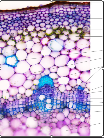 Solved Need help labeling a cross-section of the stem of | Chegg.com