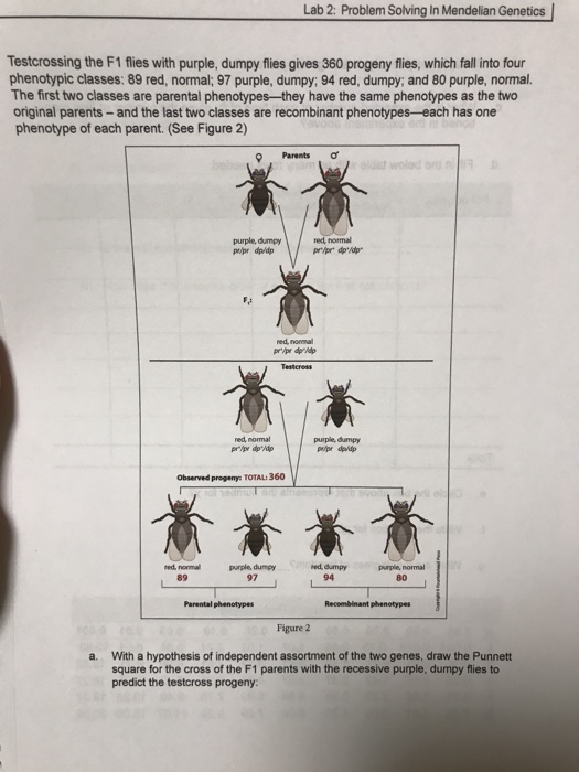 Solved 13. Consider a cross involving two recessive traits | Chegg.com