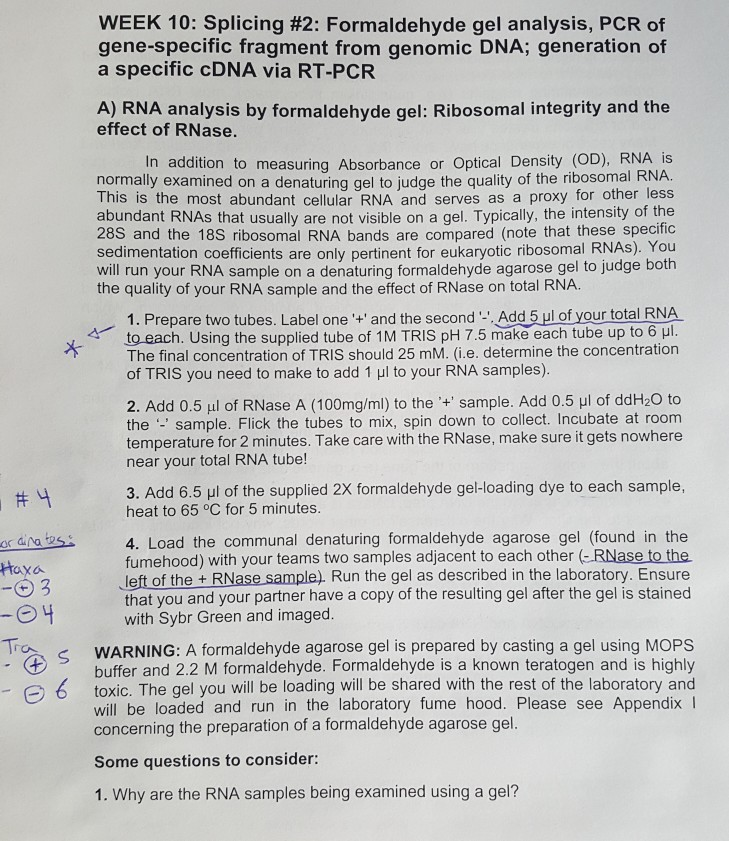 Solved WEEK 10: Splicing #2: Formaldehyde gel analysis, PCR | Chegg.com