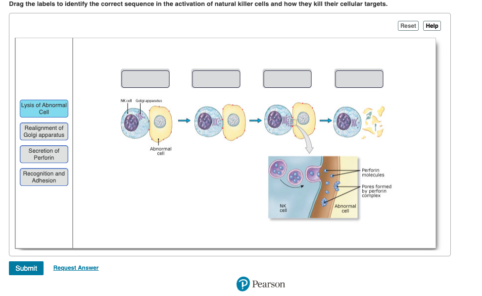 Solved: Drag The Labels To Identify The Correct Sequence I... | Chegg.com