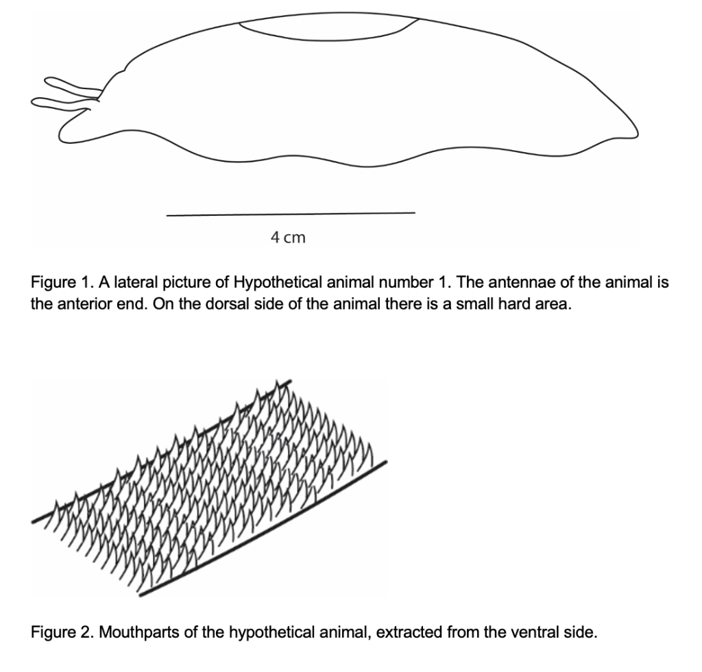 Solved Question 1 Below is an illustration of a hypothetical | Chegg.com
