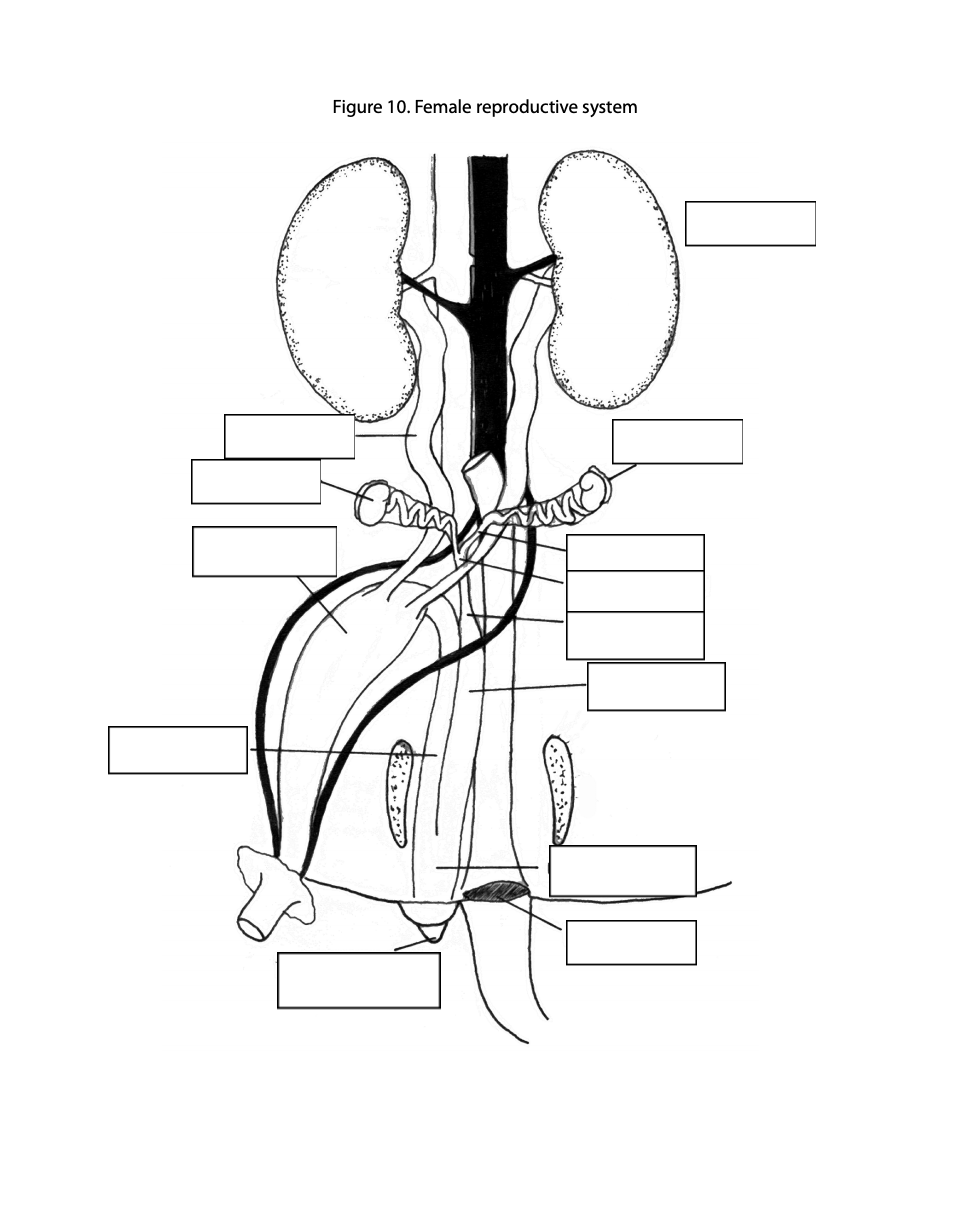 Fetal Pig Male Reproductive System