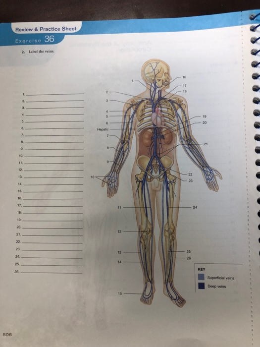 Solved Review & Practice Sheet Exercise 2. Label the veins | Chegg.com