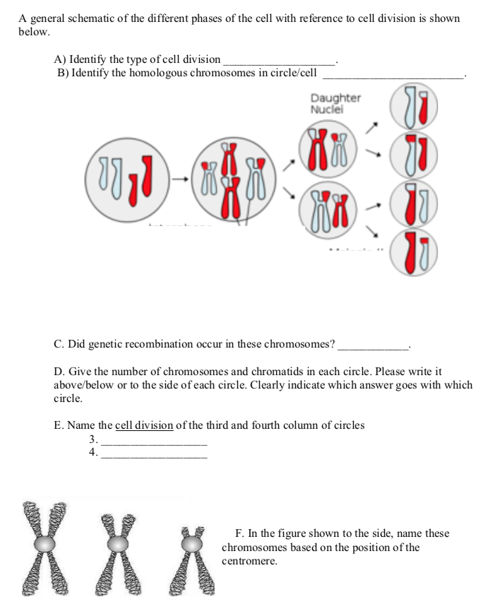 Solved A general schematic of the different phases of the | Chegg.com