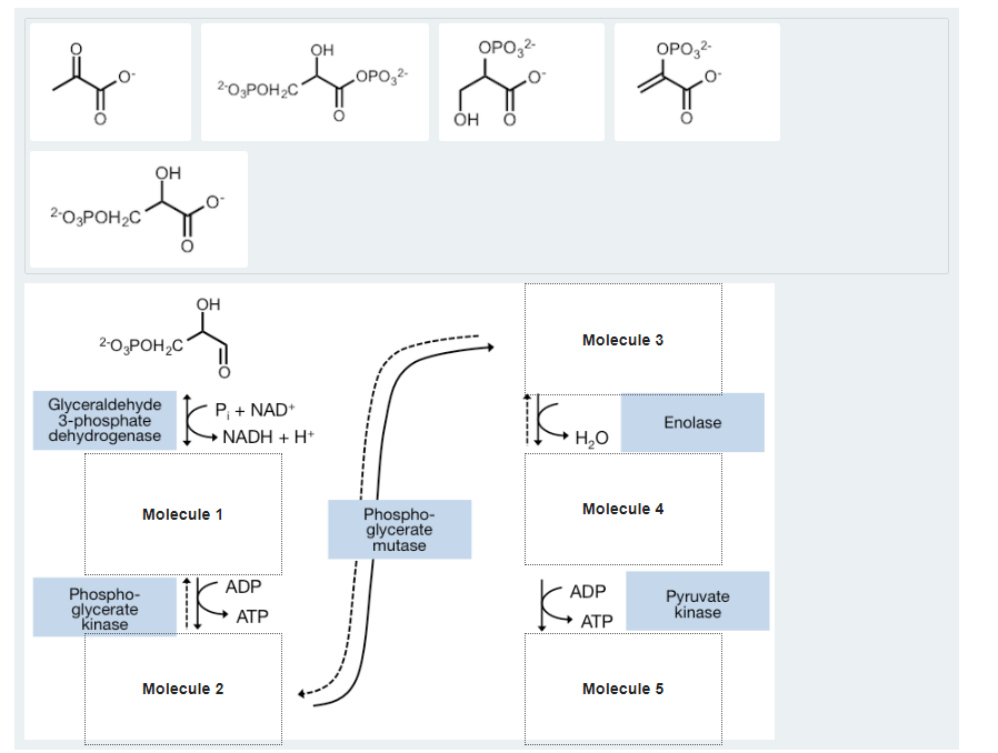 Solved Arrange the molecules according to the glycolysis | Chegg.com