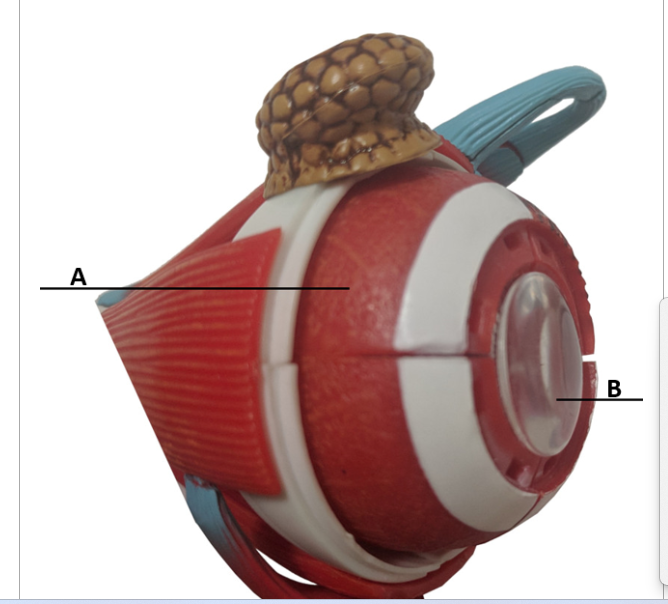 Solved 16A [ Choose ] B [ Choose ] | Chegg.com