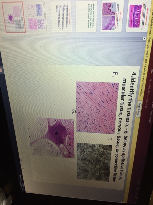 Solved 4. Identify the tissues a.- g. below as epithelial | Chegg.com